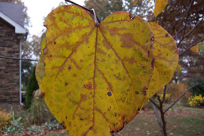In the Garden: Mottled Leaves
