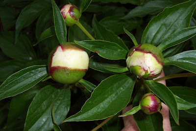 In the Garden: Disbudding Peonies