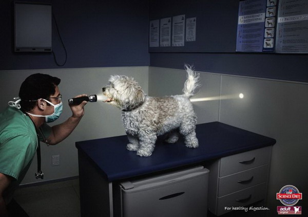 How to send laser light through dog? | Amazing Images