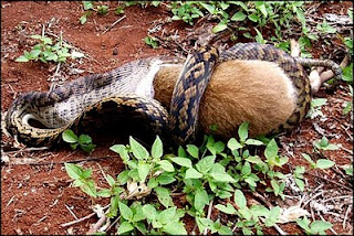 BBig Snake Eat a Kangaroo in Australia Forest | Amazing Top Gallery