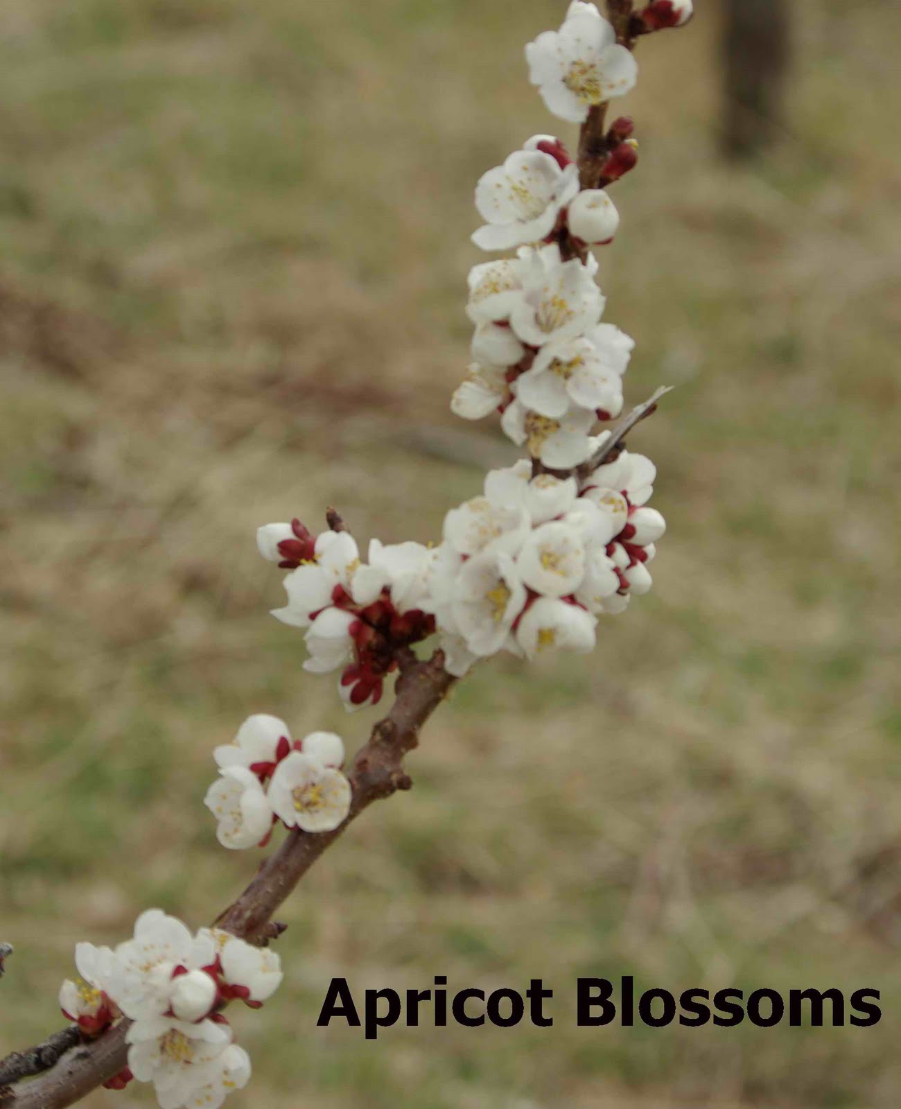 Excelsior Orchard, Paonia, CO: "A" is for Apples and Apricots