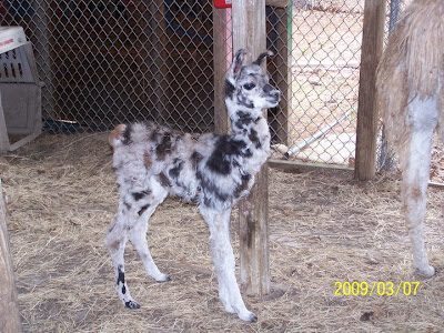 Queenacres Family Living: And a little spotted llama...