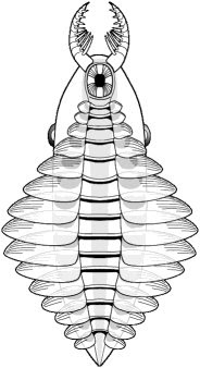 ART Evolved: Life's Time Capsule: Anomalocarids in Art