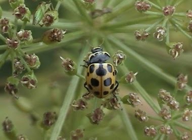 Loodusõppeprogramm "Mitmekesine Lasnamägi": Lepatriinulased