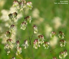 Loodusõppeprogramm "Mitmekesine Lasnamägi": Värihein