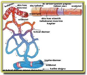 KAN VE KALP MUCİZESİ: ATARDAMARIN BAĞLANTI NOKTASI:ARTERİYOLLER
