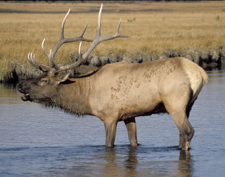 Animals Pictures for Kids: Elk drinking water