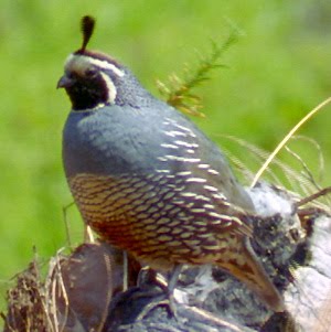 Animals Pictures for Kids: Quail