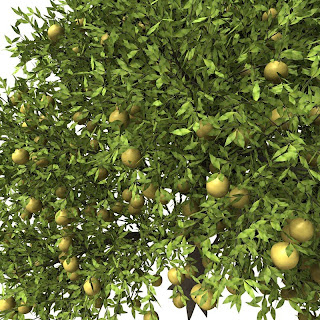 Herbal Trees plants Medicine Care Photo Gallery: CITRUS MAXIMA