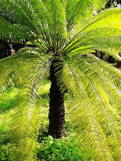 Herbal Trees plants Medicine Care Photo Gallery: CYCAS CIRCINALIS