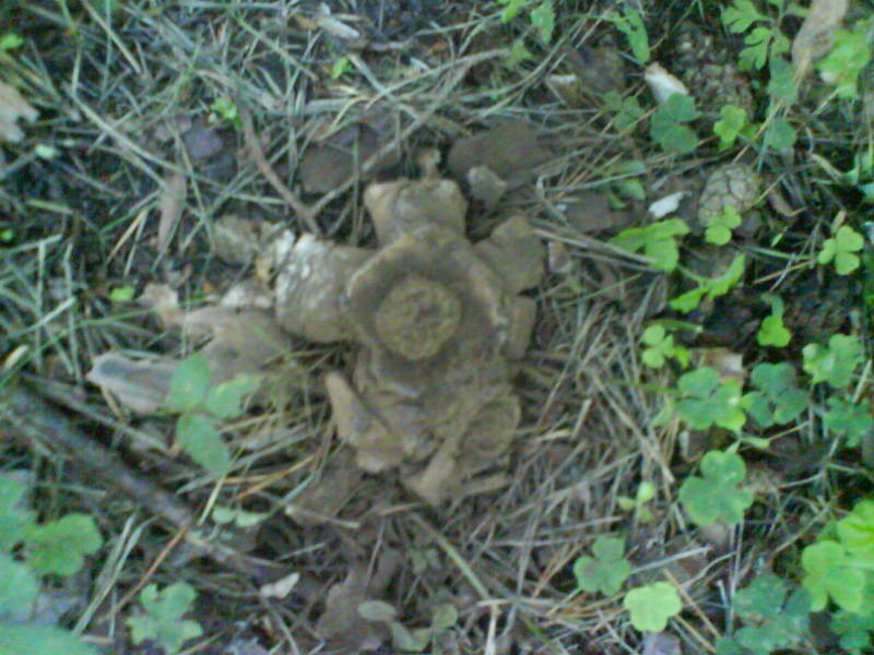 Lynx's Mobile Blog: Grybas-bezdukas