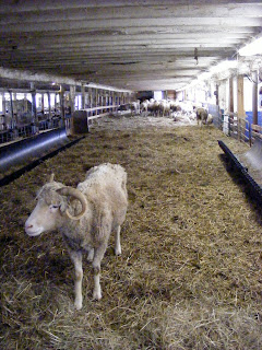 Juniper's Restaurant: Shuttleworth Farm