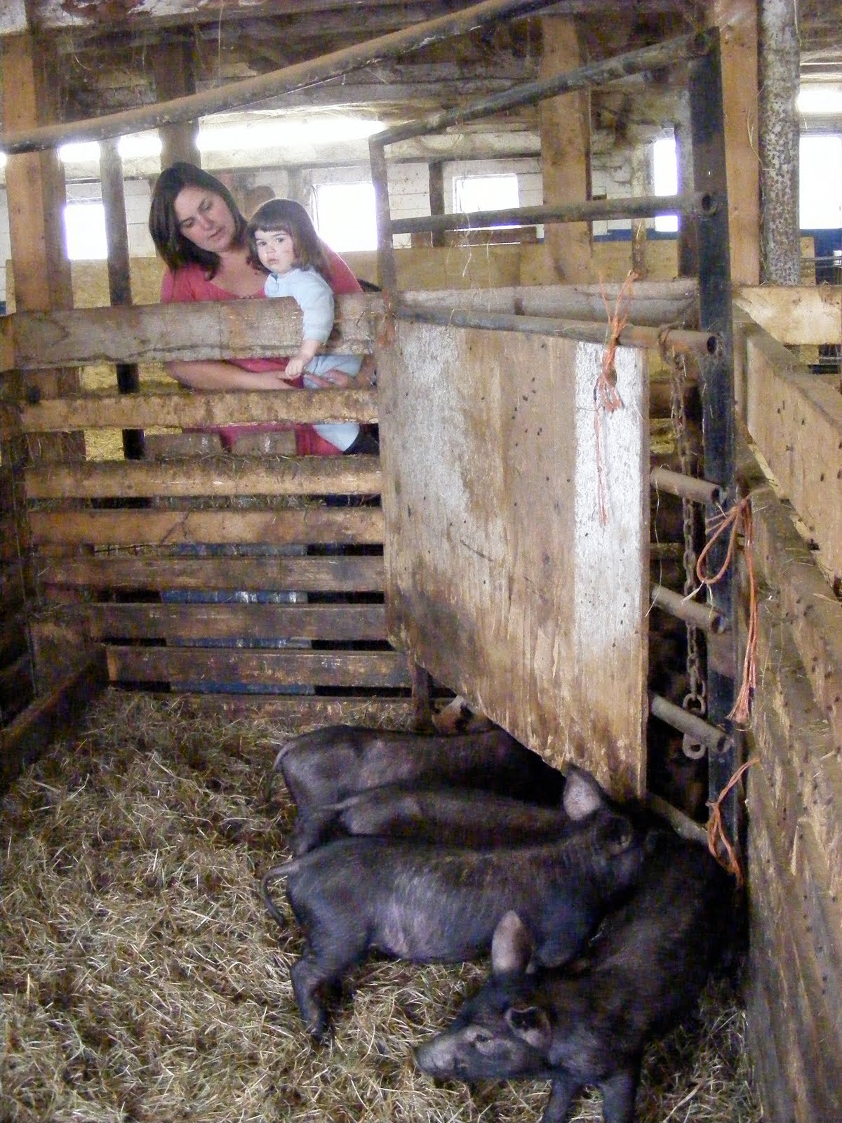 Juniper's Restaurant: Shuttleworth Farm