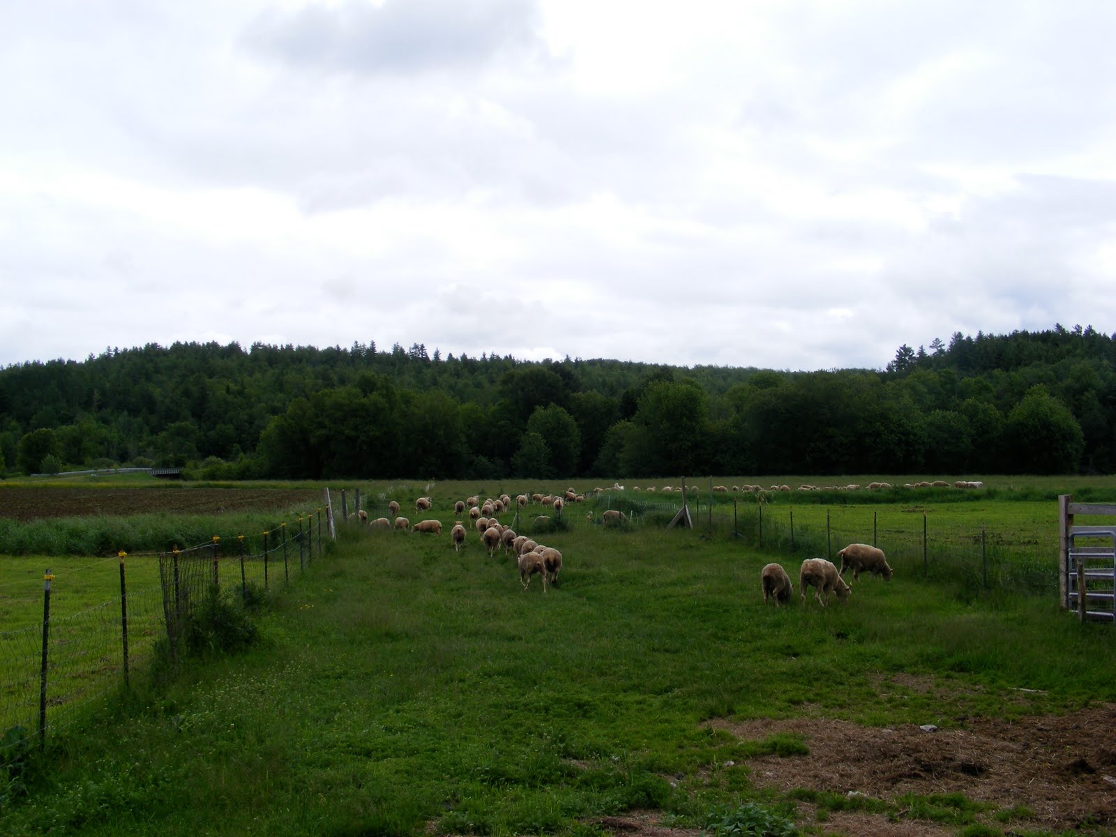 Juniper's Restaurant: Shuttleworth Farm