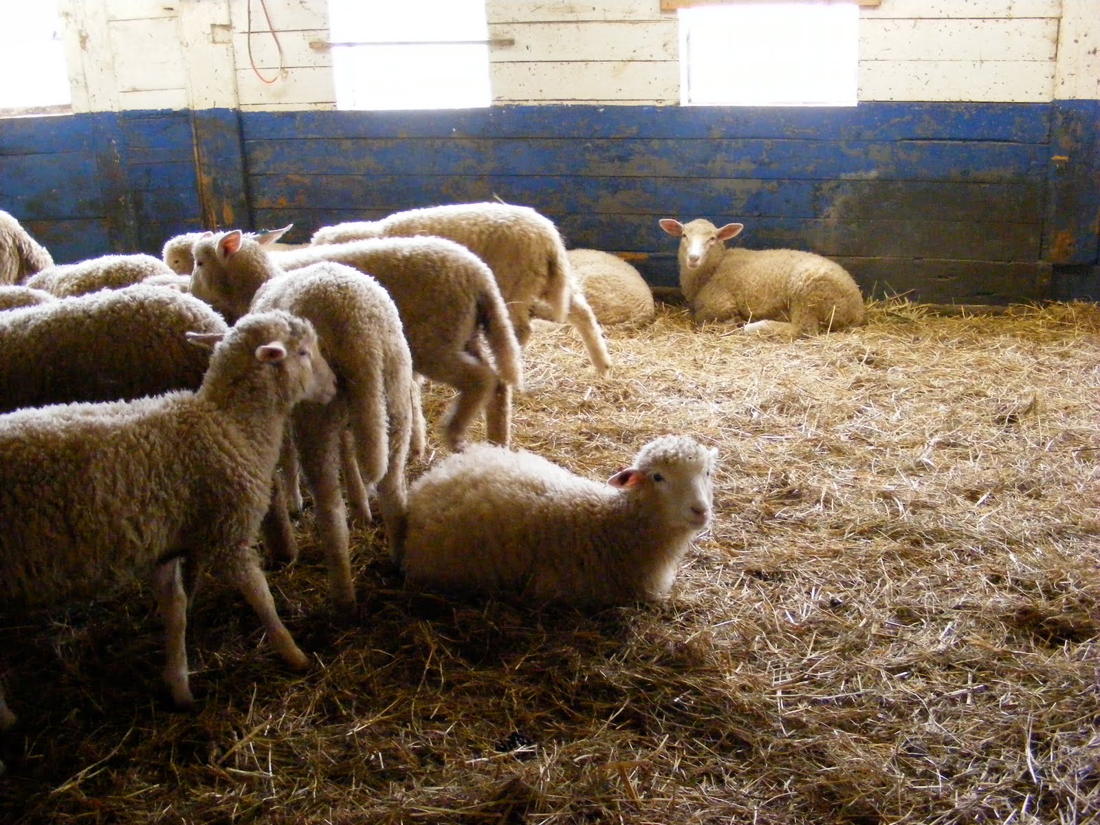 Juniper's Restaurant: Shuttleworth Farm