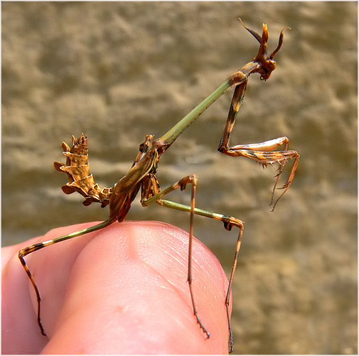 FOTO NATURA HUESCA 2: Empusa pennata Thunberg, 1815 empuse empusa ...