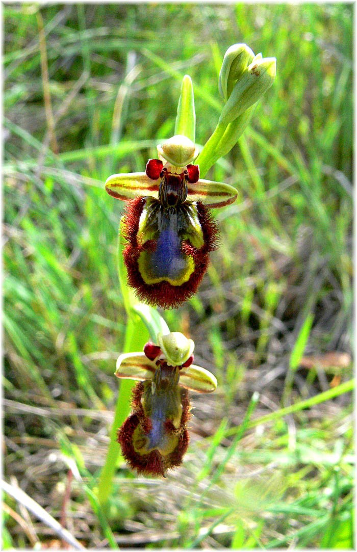 FOTO NATURA HUESCA 2: Ophrys speculum Link. 1800 en Chibluco (HUESCA ...