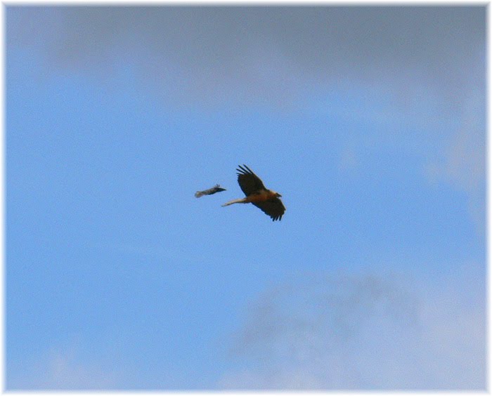 FOTO NATURA HUESCA 2: DOCUMENTO: Cuervo atacando al quebrantahuesos ...