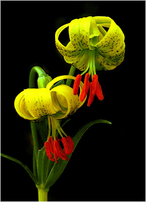 FOTO NATURA HUESCA 2: Lilium pyrenaicum Gouan lilium-pyrenaicum lirio ...