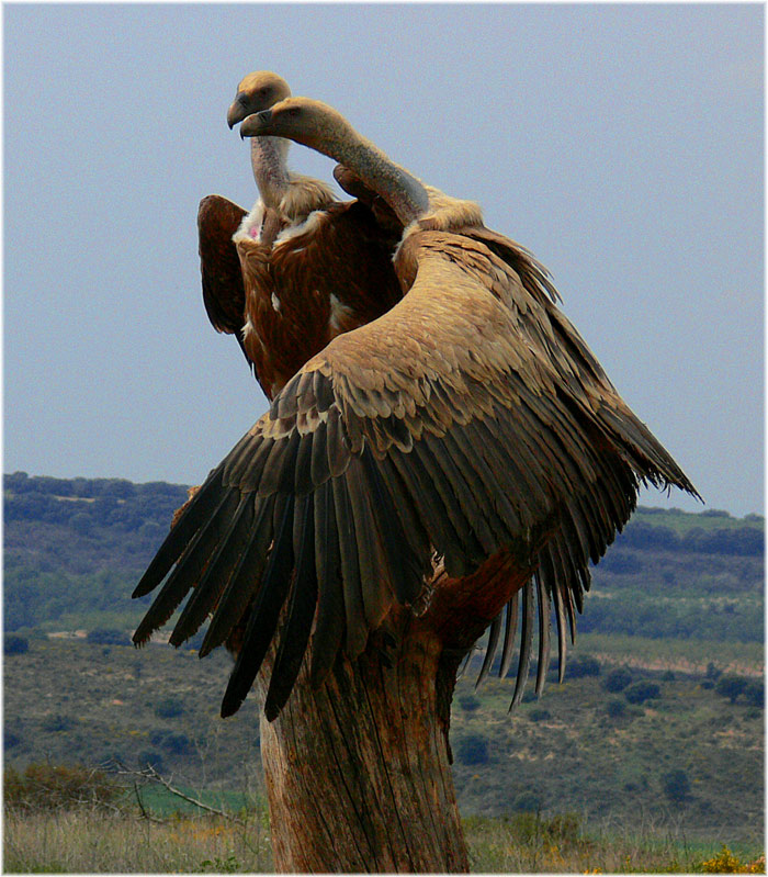 FOTO NATURA HUESCA 2: गिद्धों buitres voltures voltur