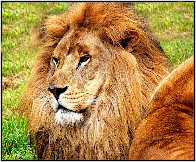 Foto-Natura-Huesca: León leon lion leone love cebra zebre zebra