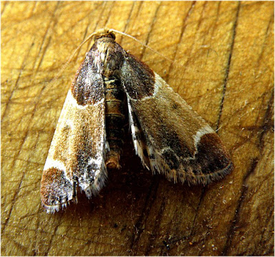 Foto-Natura-Huesca: Smerinthus ocellatus pyralis farinalis Meal Moth ...