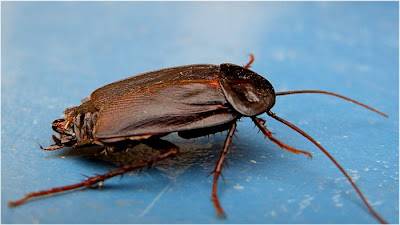 Foto-Natura-Huesca: Cucaracha Blatta orientalis Schabe cockroach 蟑螂 蟑螂 ...