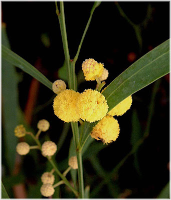 Foto-Natura-Huesca: Acacia retinoides acacia-retinoides mimosa