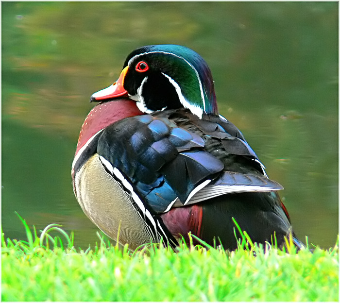 FOTO NATURA HUESCA 2: Pato joyuyo pato-joyuyo aix sponsa Linnaeus, 1758