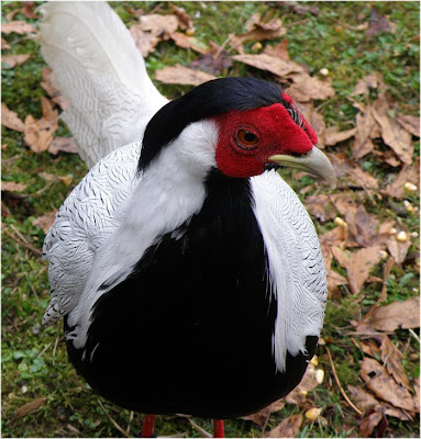 Foto-Natura-Huesca: Silver Pheasant lophura nycthemera faisán plateado ...