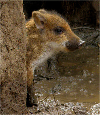 Foto-Natura-Huesca: Jabato jabalí rayón sus scrofa sanglier cinghiale ...