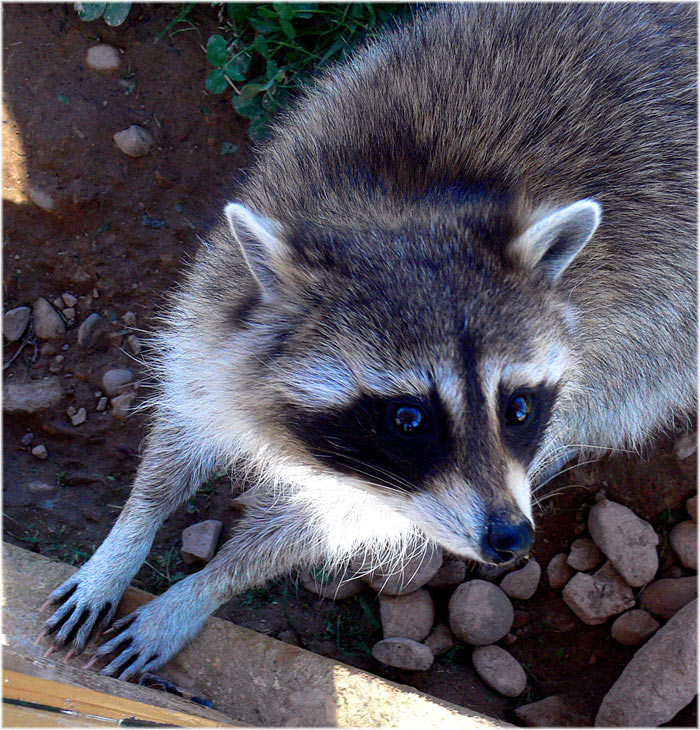 FOTO NATURA HUESCA 2: Oso lavador mapache procyon ratons laveurs ...