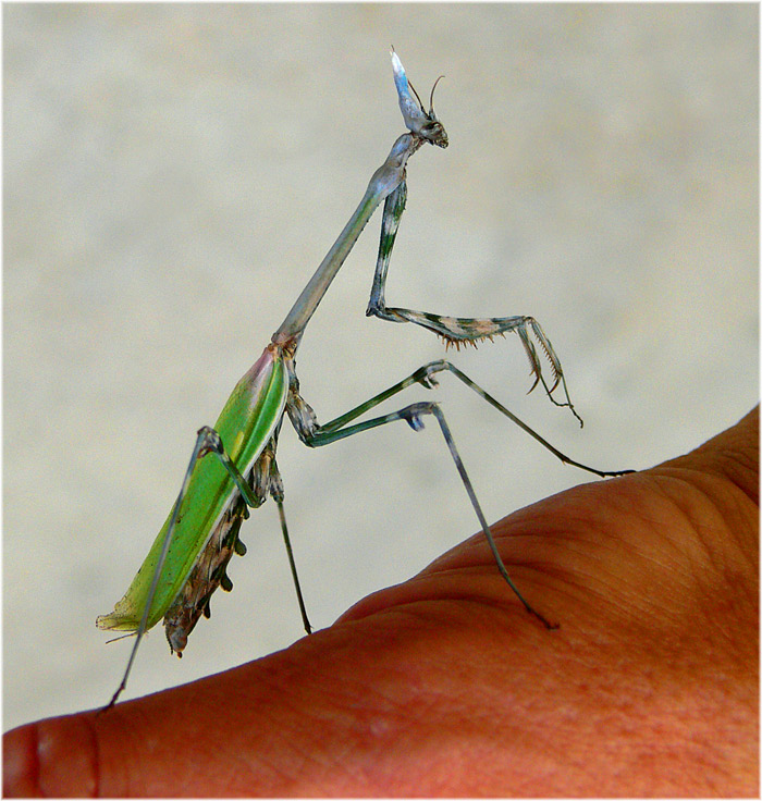 FOTO NATURA HUESCA 2: MANTIS PALO MACHO empusa pennata Thunberg, 1815 ...