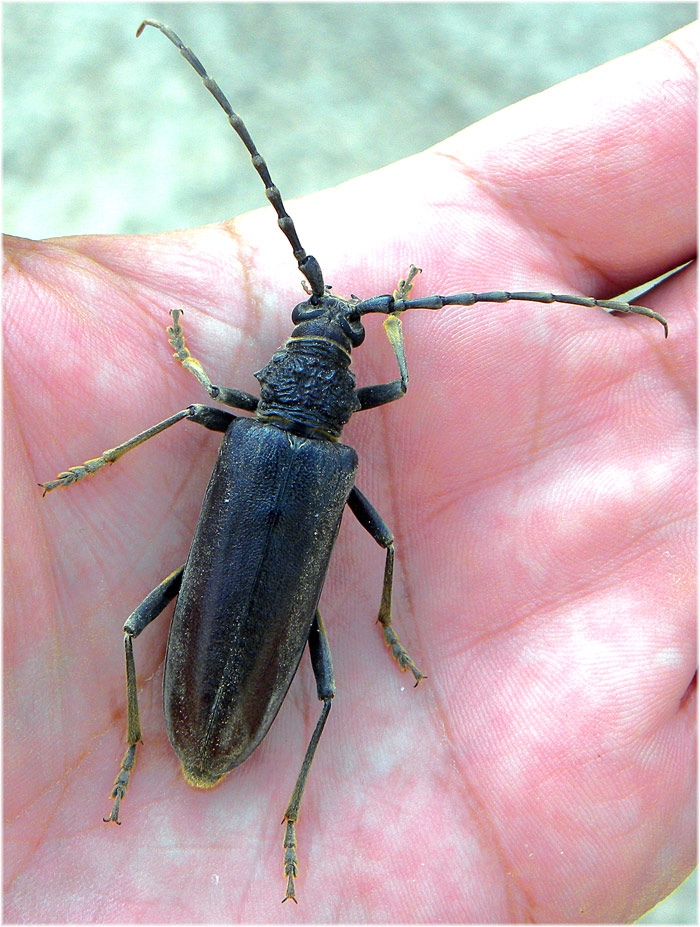 FOTO NATURA HUESCA 2: CERAMBYX WELENSII Küster, 1846 hembra cerambyx ...