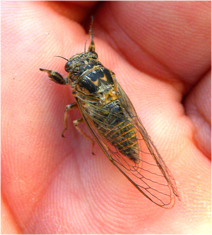 FOTO NATURA HUESCA 2: CIGARRA chicharra cicadidae Westwood, 1840 ...