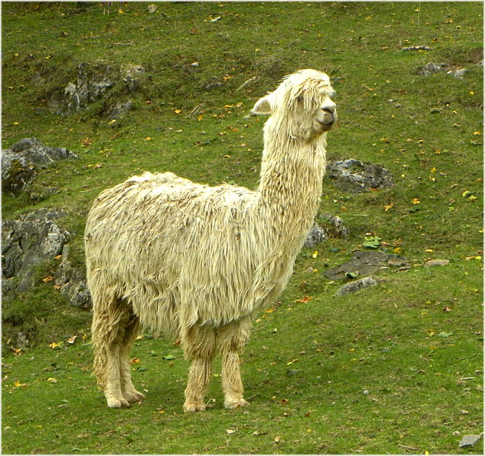 FOTO NATURA HUESCA 2: ALPACA vicugna pacos Linnaeus, 1758 Alpaka alpaga ...