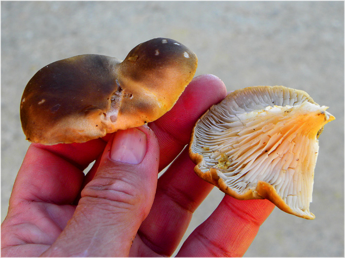FOTO NATURA HUESCA 2: SETA DE CARDO pleurotus eryngii (DC.) Gillet ...