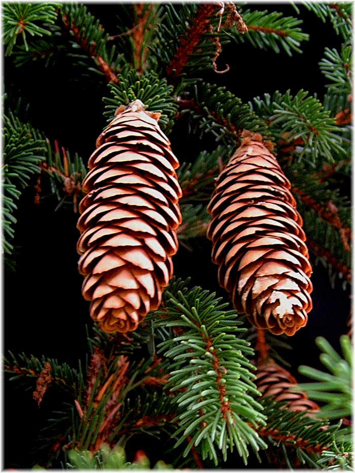 FOTO NATURA HUESCA 2: PICEA ABIES (L.) H.Karst. (1881) picea-abies ...