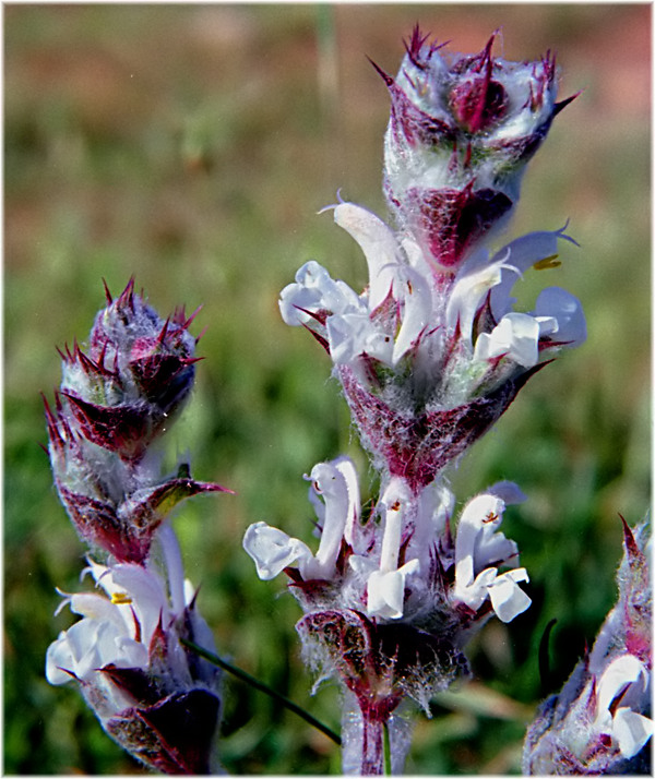 FOTO NATURA HUESCA 2: SALVIA AETHIOPIS Linnaeus salvia-aethiopis ...
