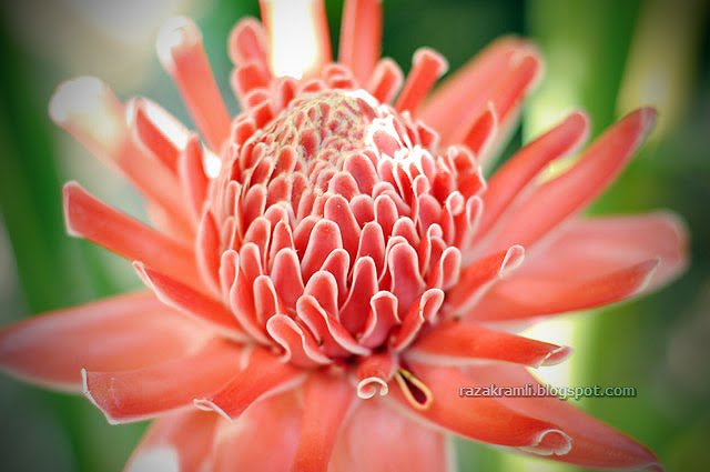 Fotografi merakam sejarah: Bunga kantan.