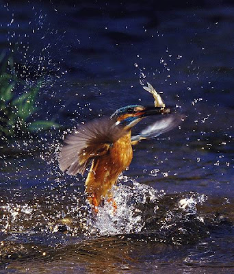 Beyond The Invisible: Amazing Pics : Kingfisher Hunting