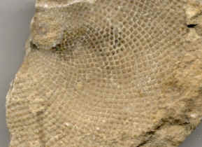 Crystal Ship: Fossilized Algae