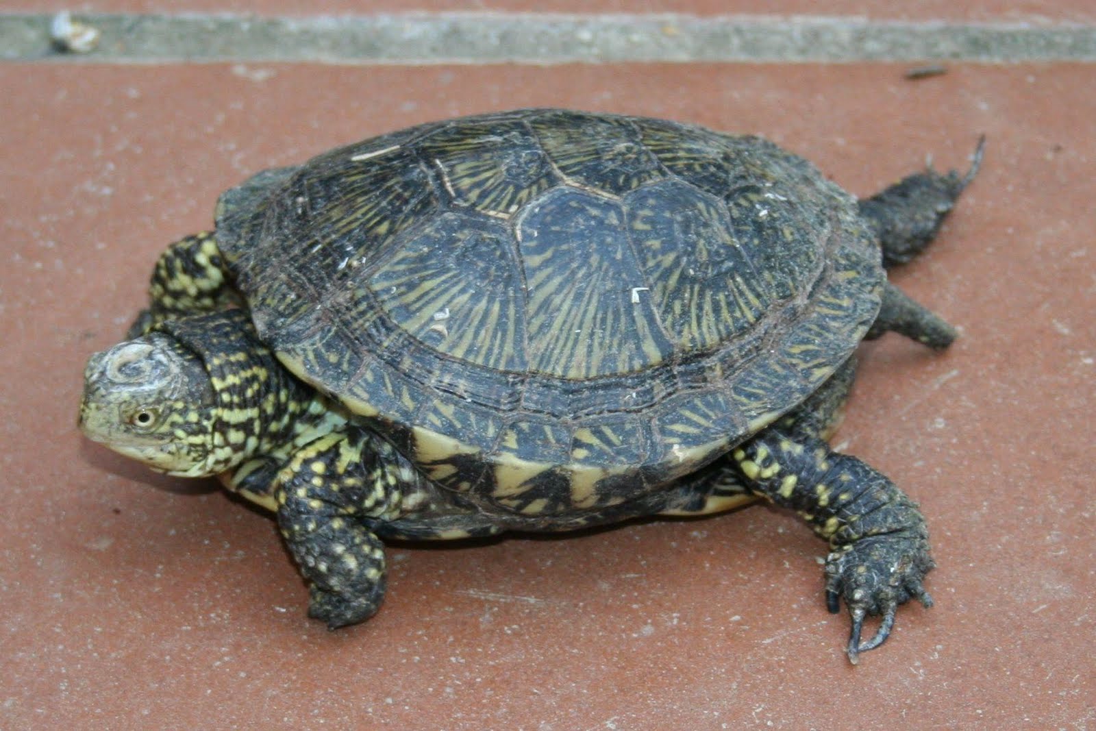 LA FAUNA EN CASA: Mi galapago.