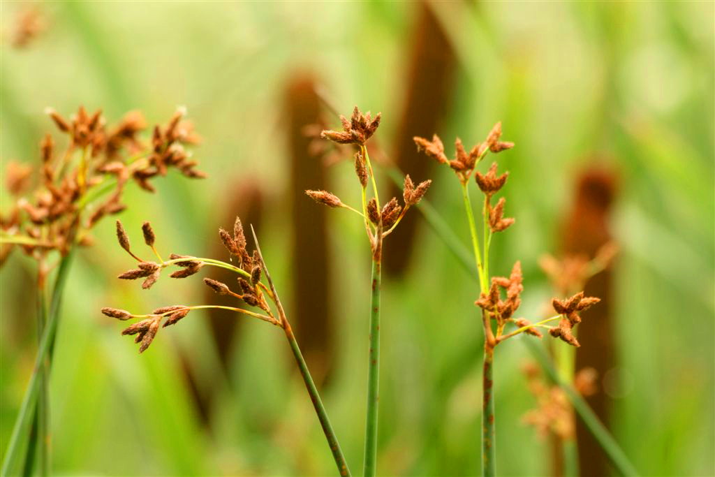northeast naturalist: Bulrushes © Dave Spier
