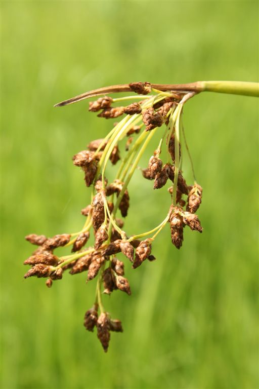 northeast naturalist: Bulrushes © Dave Spier