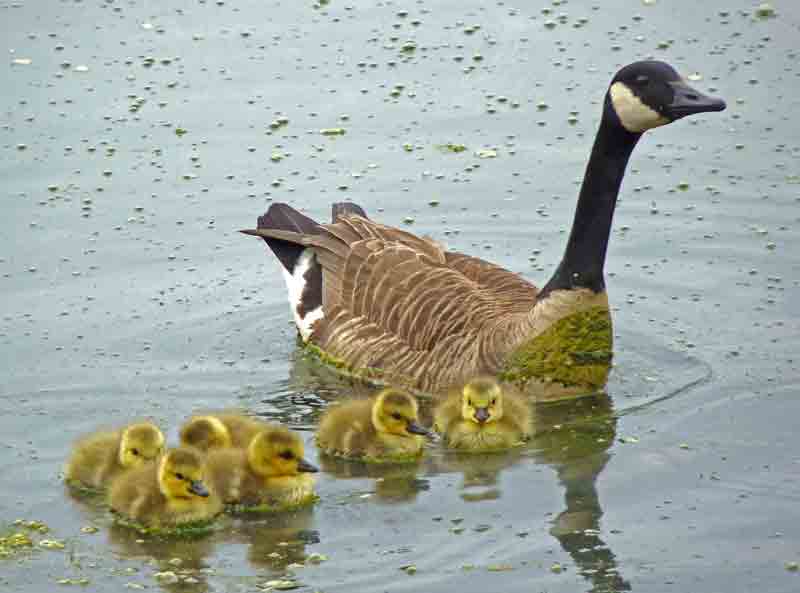 Life at the Annapolis Royal Marsh: New Canada Goose brood
