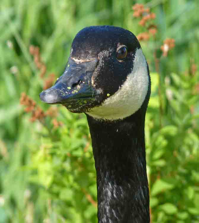 Life at the Annapolis Royal Marsh: Eye-to-eye with a Canada Gander