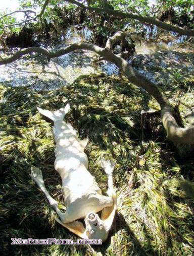 BlogBlogger: MerMaid (Kadal Kanni-Human Headed Fish) found in Abu Dhabi