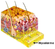 Pele e Anexos: Derme e Hipoderme