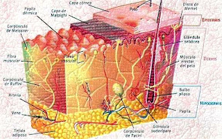 Pele e Anexos: Derme e Hipoderme